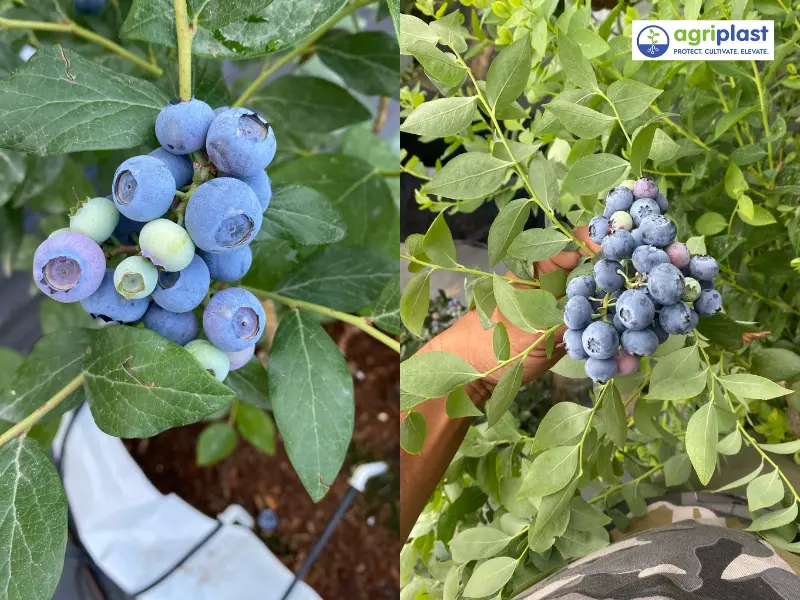 Blueberry Farming in India: Complete Guide to Varieties, Cost & Profit ...